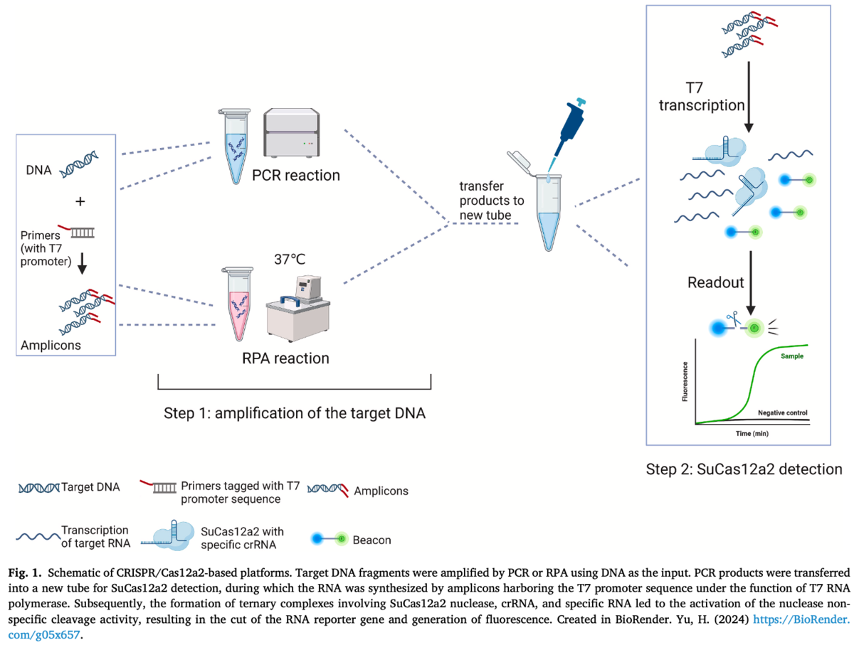 CRISPR-Cas12a2-based rapid and sensitive detection system for target ...