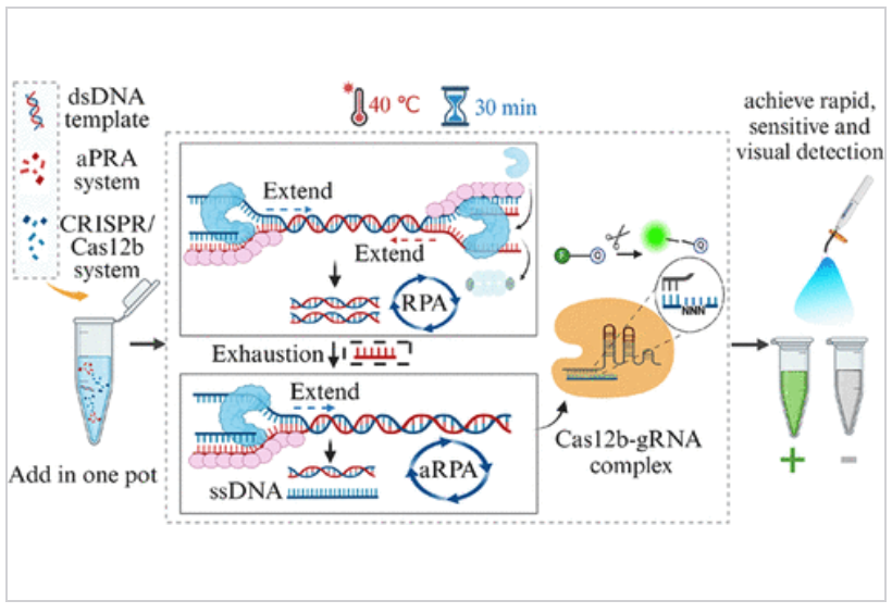 A PAM-Free One-Step Asymmetric RPA and CRISPR/Cas12b Combined Assay ...