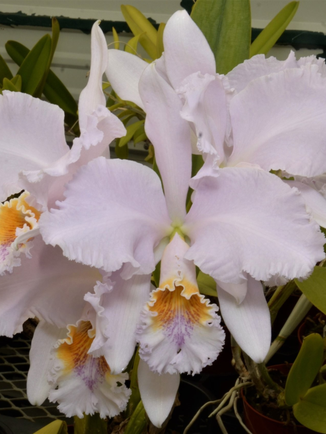 Cattleya mossiae var coerulea ( C.mossiae f.coerulea 'SVO' 4n 5376x ...