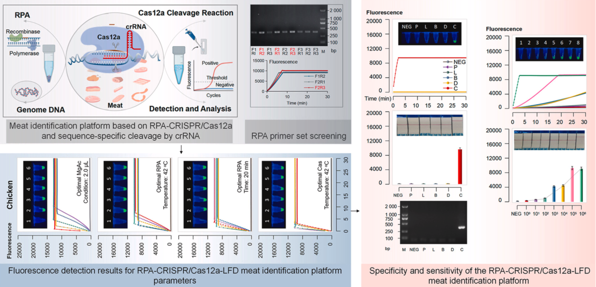 Design and development of a rapid meat detection system based on RPA ...