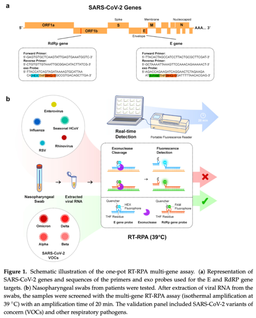 Clinical Validation of a Rapid Variant-Proof RT-RPA Assay for the ...