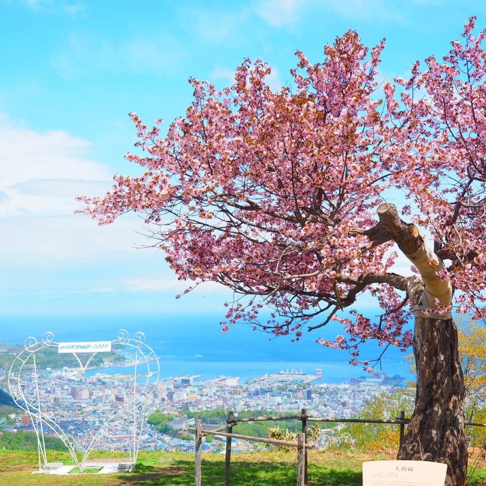 당일 온천 포함 오타루 프라이빗 차량투어 단독맞춤투어 가능 덕아웃 투어 ️ 일본 골프 · 일본 자유여행 · 발리 프라이빗 투어 전문 여행사