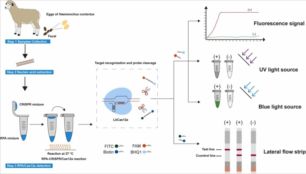 An RPA-CRISPR/Cas12a-assisted method for nucleic acid detection of ...
