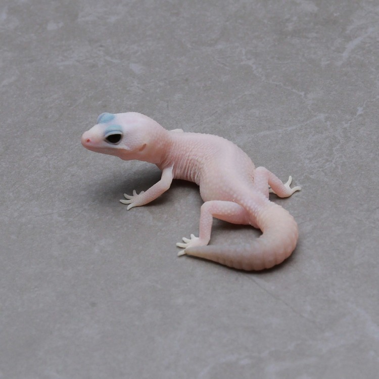 💎Amelanistic Oreo Patternless (66% Het Ghost Caramel) (C332🚹) : 칵테일샵 ...