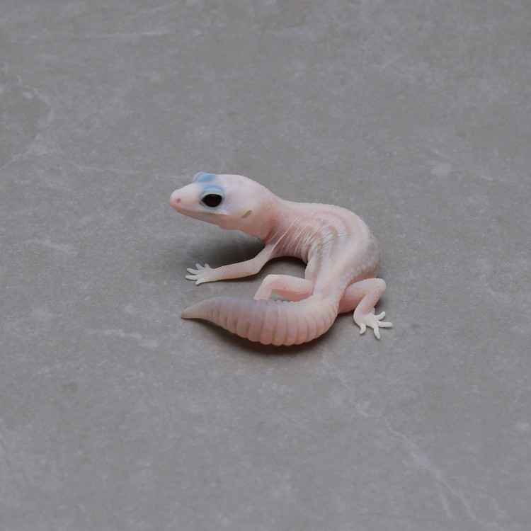 Whiteout Amelanistic Oreo Patternless (66% Het Ghost) (C586🚺) : 칵테일샵 ...