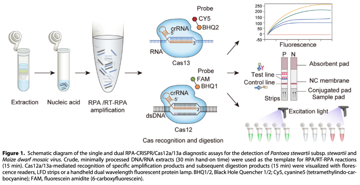 Single and dual RPA-CRISPR/Cas assays for point-of-need detection of ...