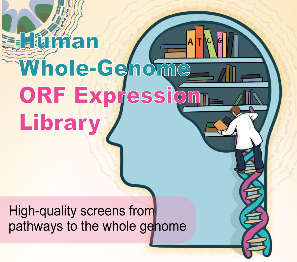ORF Library Screening을 찾으시면 VectorBuilder를 주목해 보세요! : VectorBuilder 제품 소개