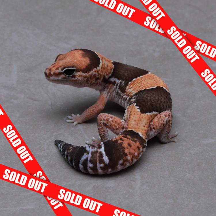 Normal (Het LAKBINO Oreo) (C867🚺) : 칵테일샵 (COCKTAIL SHOP)