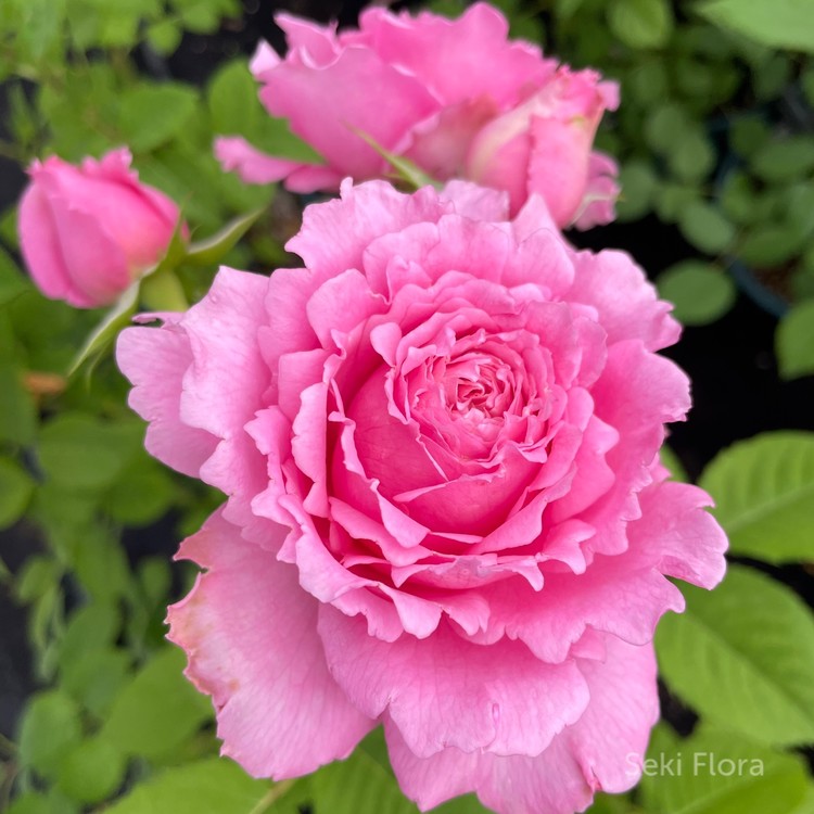 비앙브뉘(Bienvenue®) - Climber(20cm pot) : 세기원예 Seki Flora