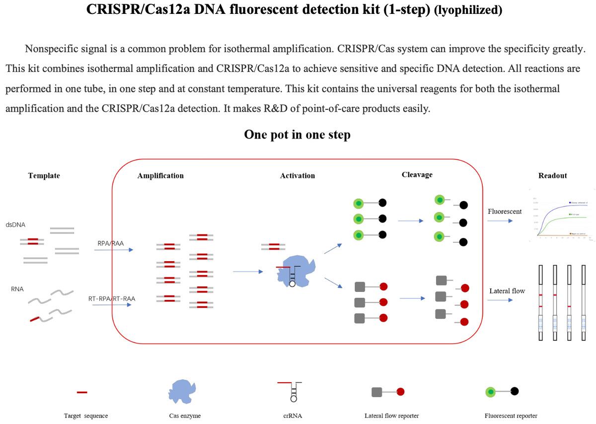 RPA-CRISPR/Cas12a DNA/RNA fluorescent/lateral flow detection kits ...