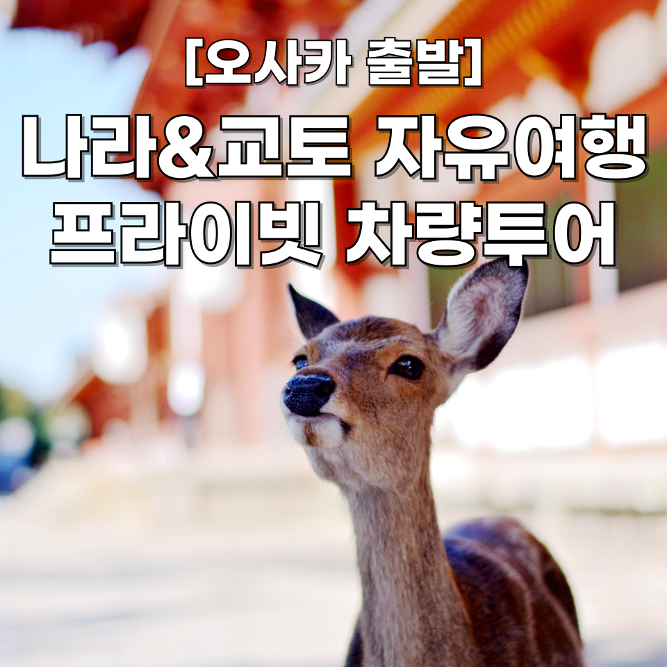 오사카 출발 나라and교토 자유여행 프라이빗 일일 차량투어 맞춤투어 가능한 덕아웃 투어 덕아웃 투어 ️ 일본 골프 · 일본 자유여행 · 발리 프라이빗 투어 전문 여행사