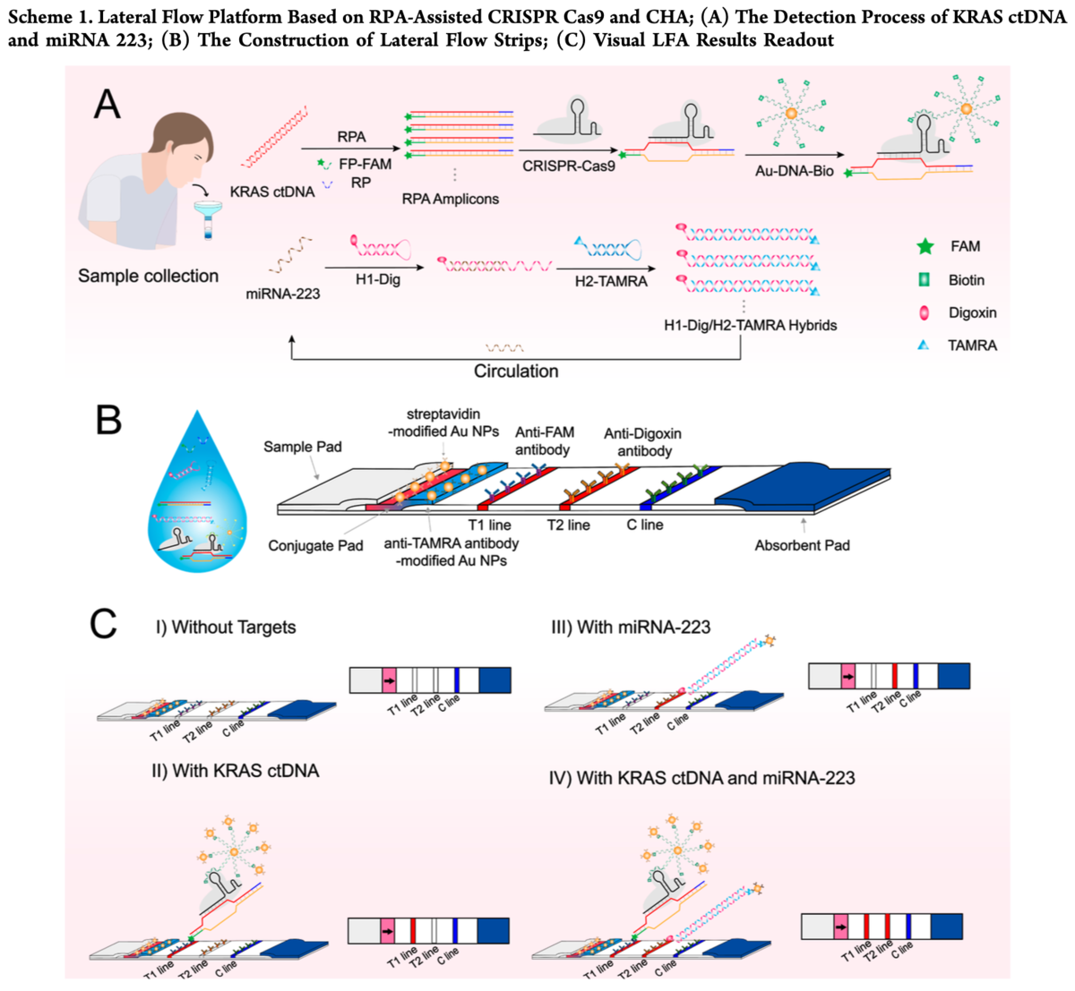 Lateral Flow Platform for Lung Cancer Diagnosis through Simultaneous ...