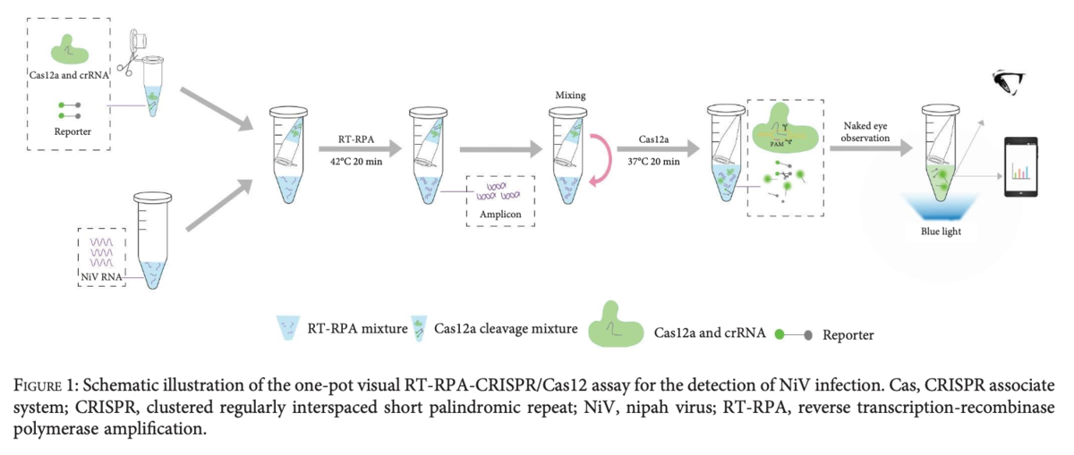 A Single-Copy Sensitive and Field-Deployable One-Pot RT-RPA CRISPR ...