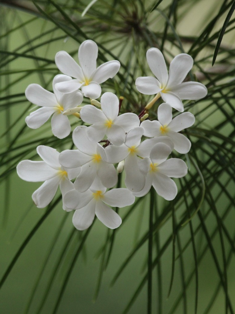 Plumeria filifolia : 식물을 키우는 감각