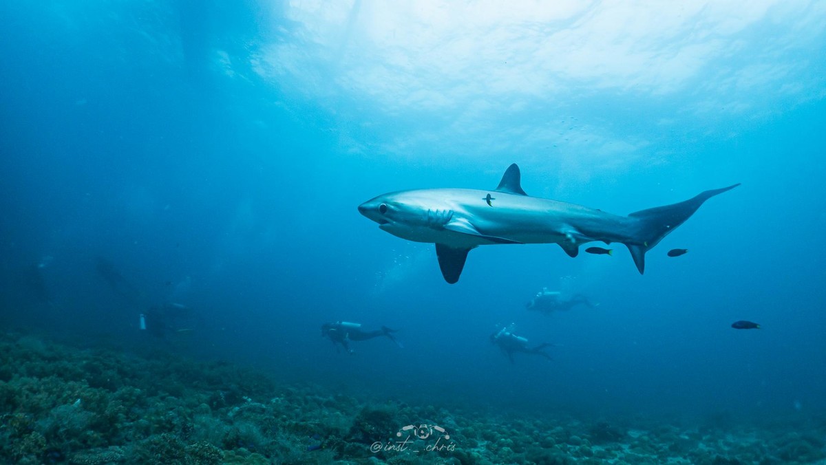 Thresher Shark Diving in Malapascua – A Rare Encounter : Blog