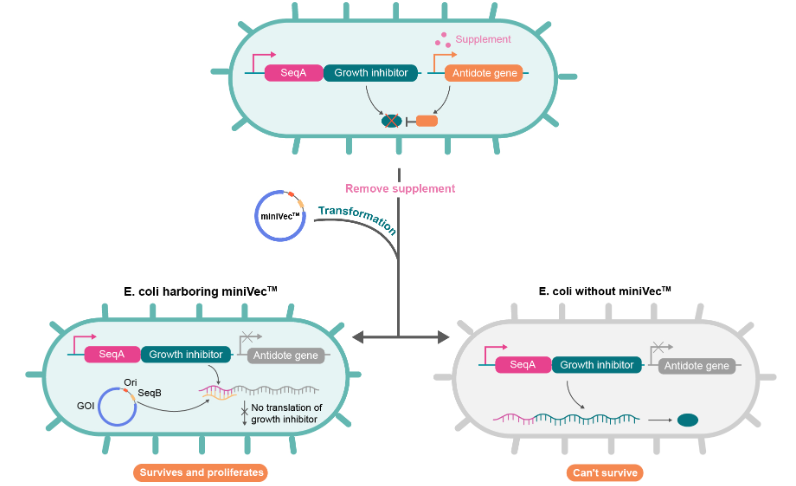 [VectorBuilder] 세포 및 유전자 치료에 효과적인 miniVec Plasmid. : VectorBuilder 제품 소개