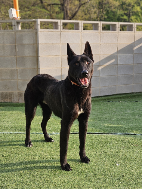 SEOLTANG : Dreamtailsrescue | Adoptable
