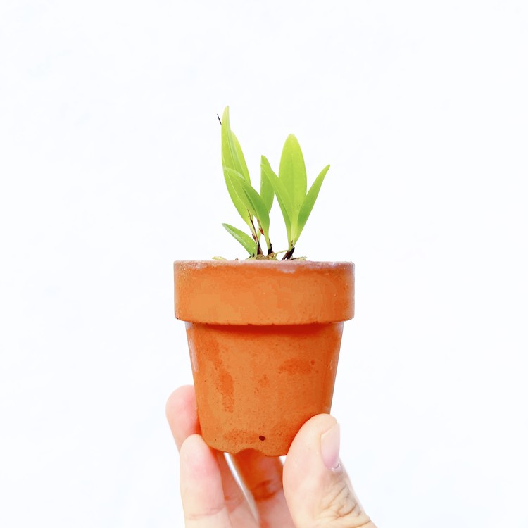 스텔리스 sp - 03 : OBJECT PLANTS