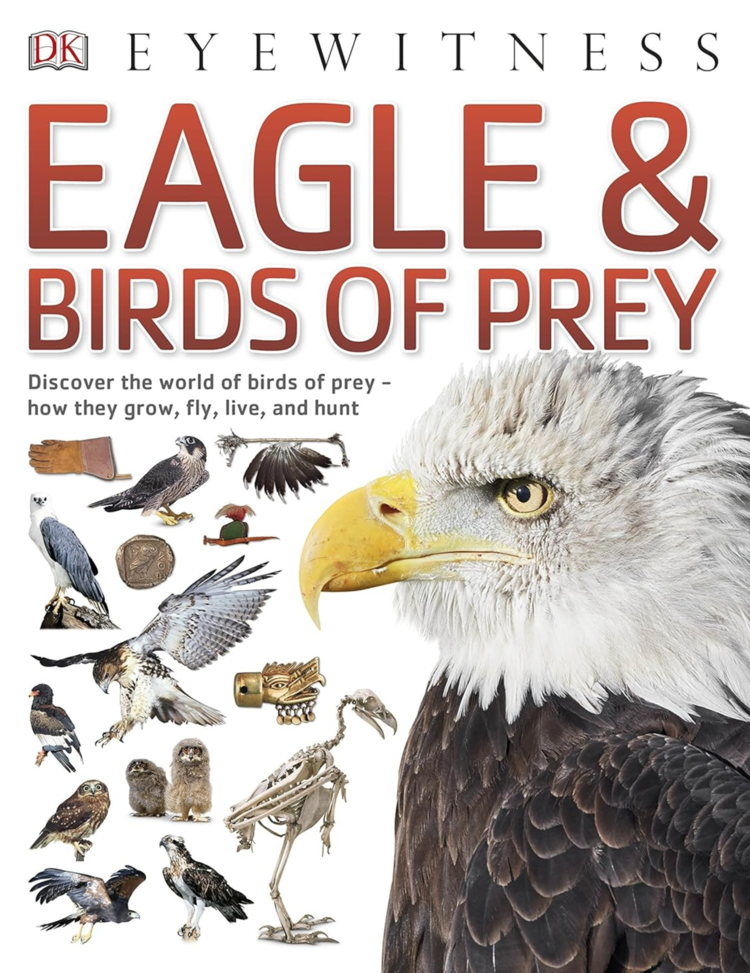 鹰和猛禽 Eagle and Birds of Prey (DK Eyewitness) : DDN Book Chinese