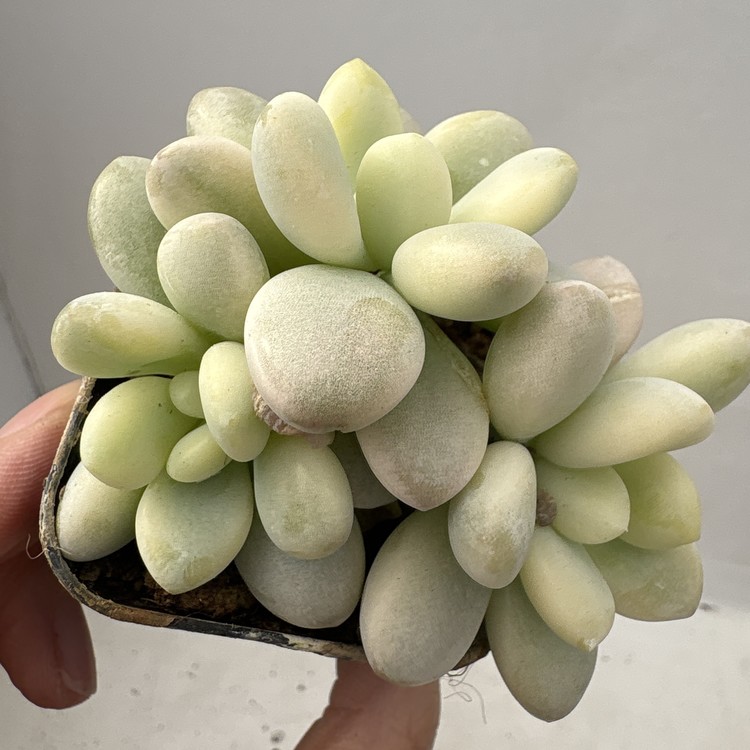 Echeveria Caviar Variegated-46 : DK Succulents Korea- Rare Korean ...