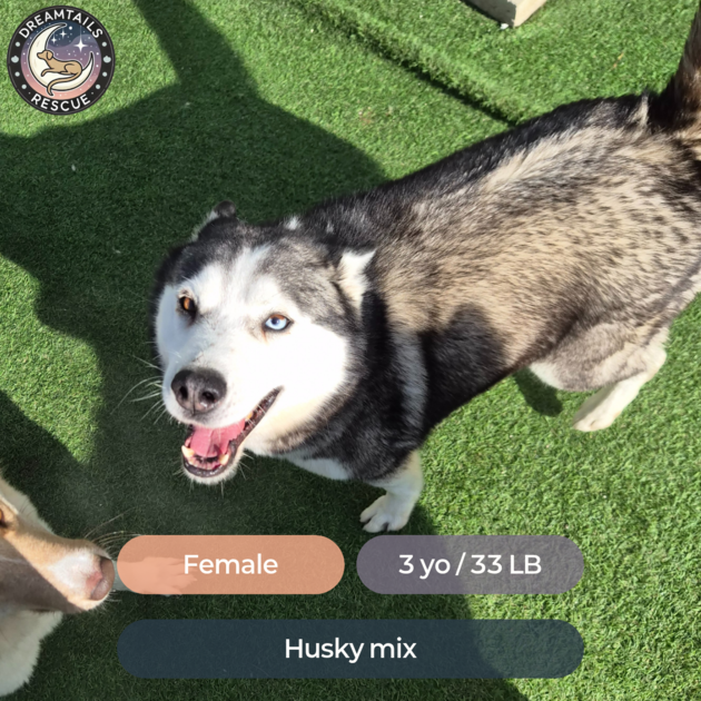 Lala : Dreamtailsrescue