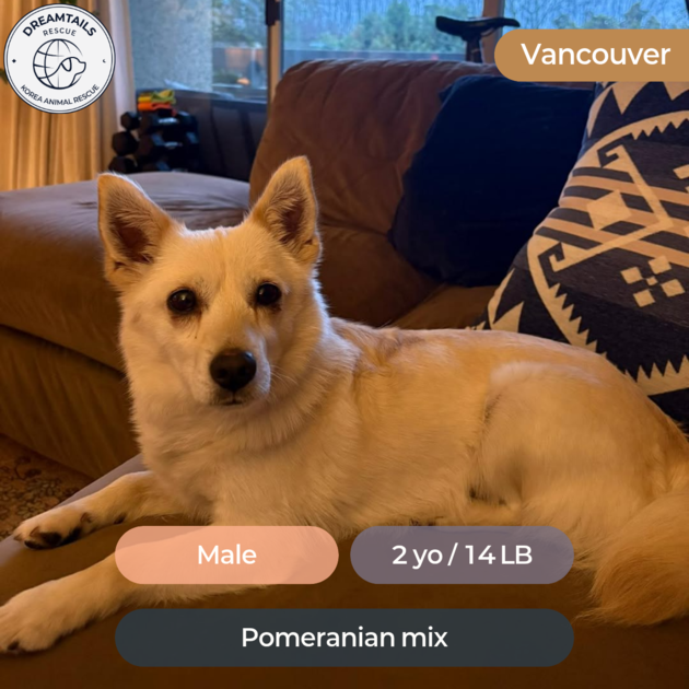 Dabok : Dreamtailsrescue | Adoptable