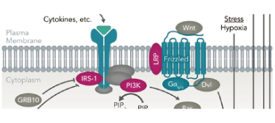 Ready-to-go KO/KI cell lines : Horizon 제품 소개