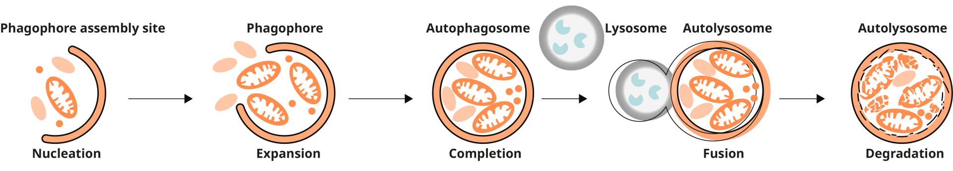 Autophagy Assay Kit : Abcam 제품 소개