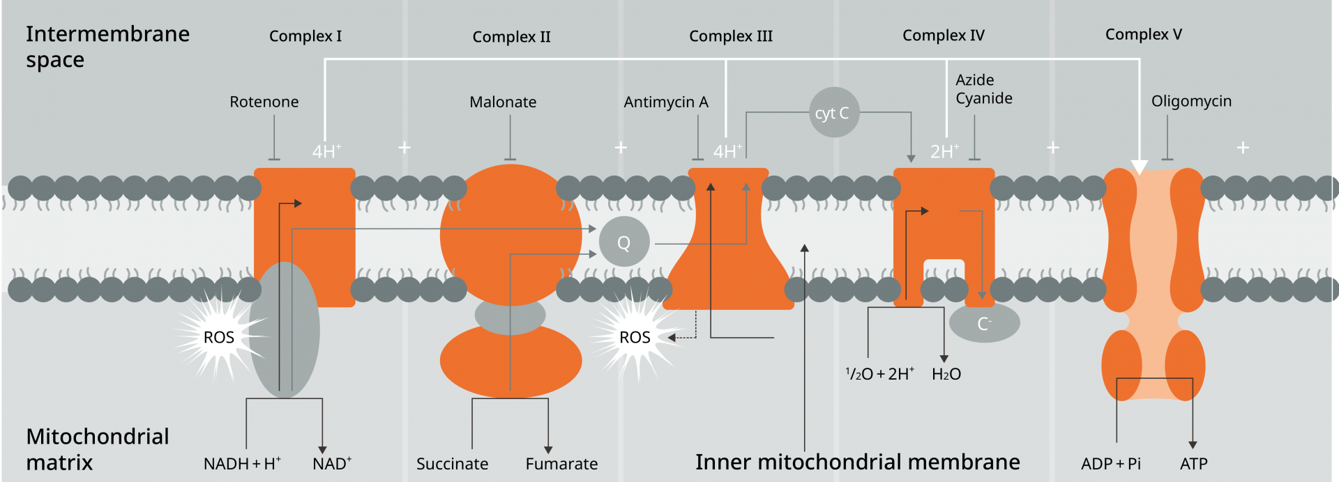 OXPHOS Antibody Cocktail : Abcam 제품 소개