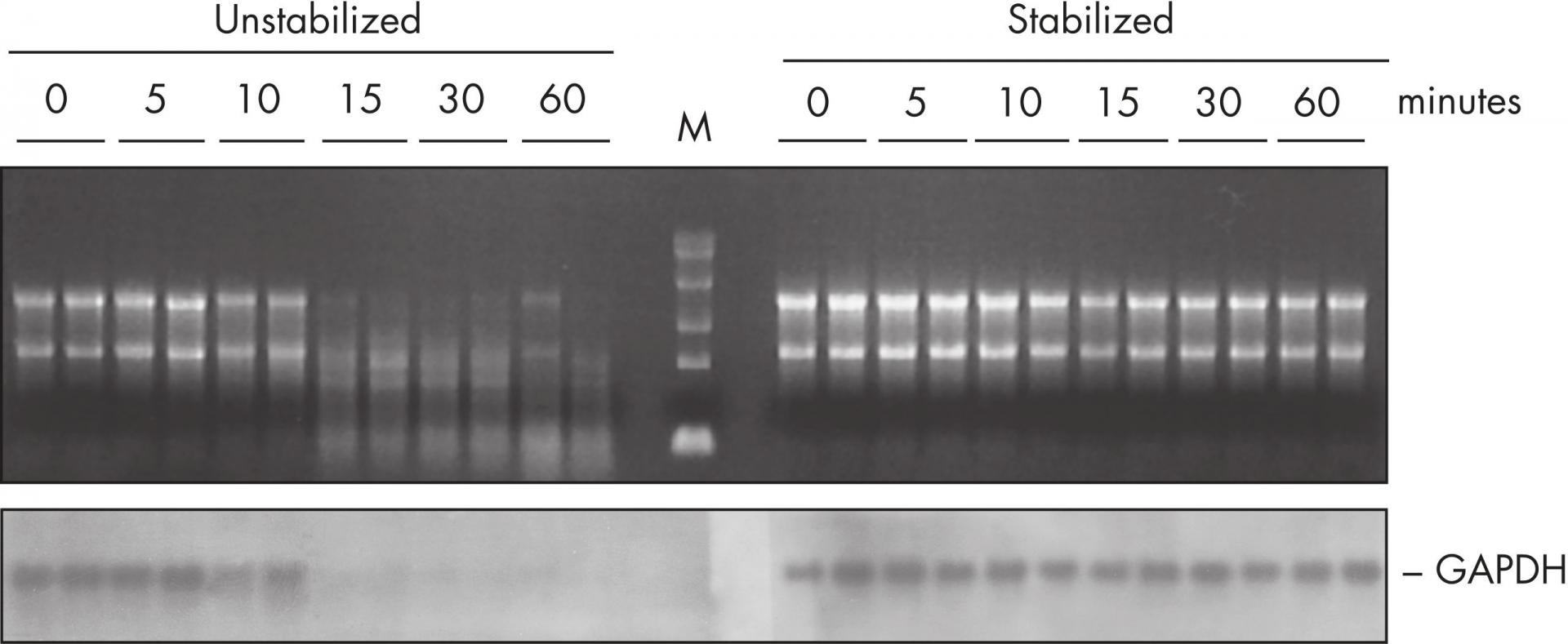 RNA를 안정적으로 보호할 수 있는 RNAprotect Reagent. : QIAGEN 제품 소개