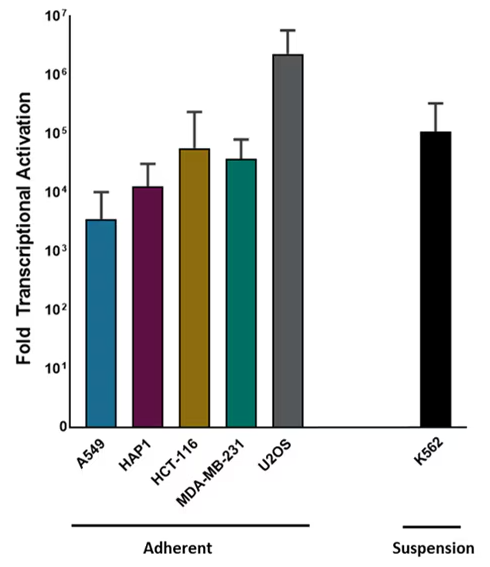 CRISPRmod CRISPRa dCas9-VPR Stable Cell Line : Horizon 제품 소개