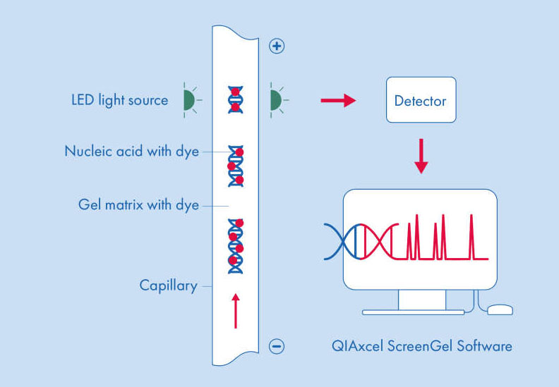 전기영동의 새로운 패러다임 QIAxcel connect. : QIAGEN 제품 소개