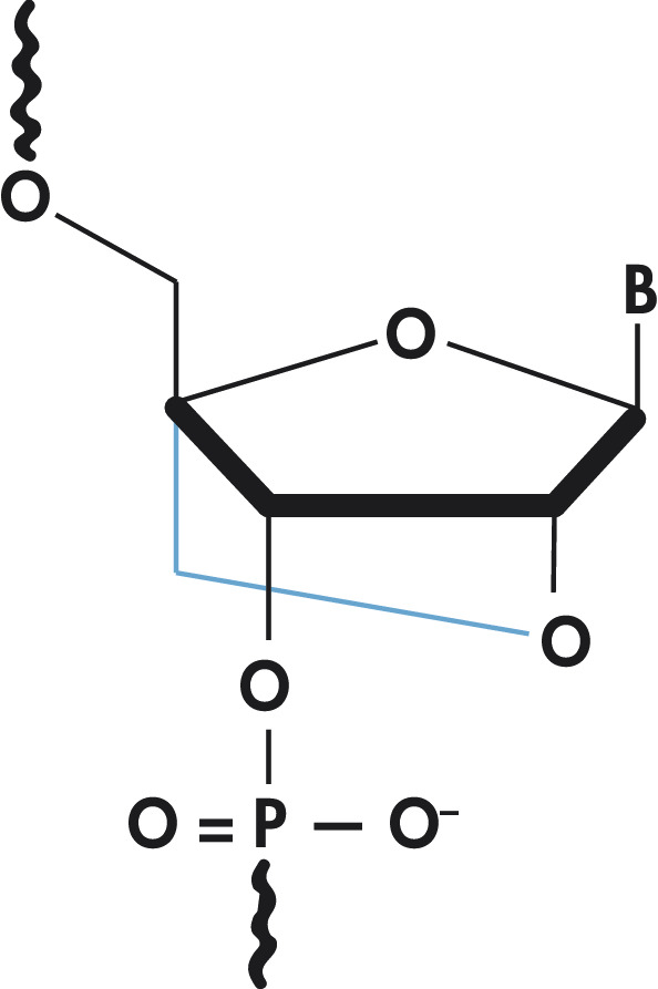 특허받은 LNA 기술을 이용한 RNA 연구 : QIAGEN 제품 소개