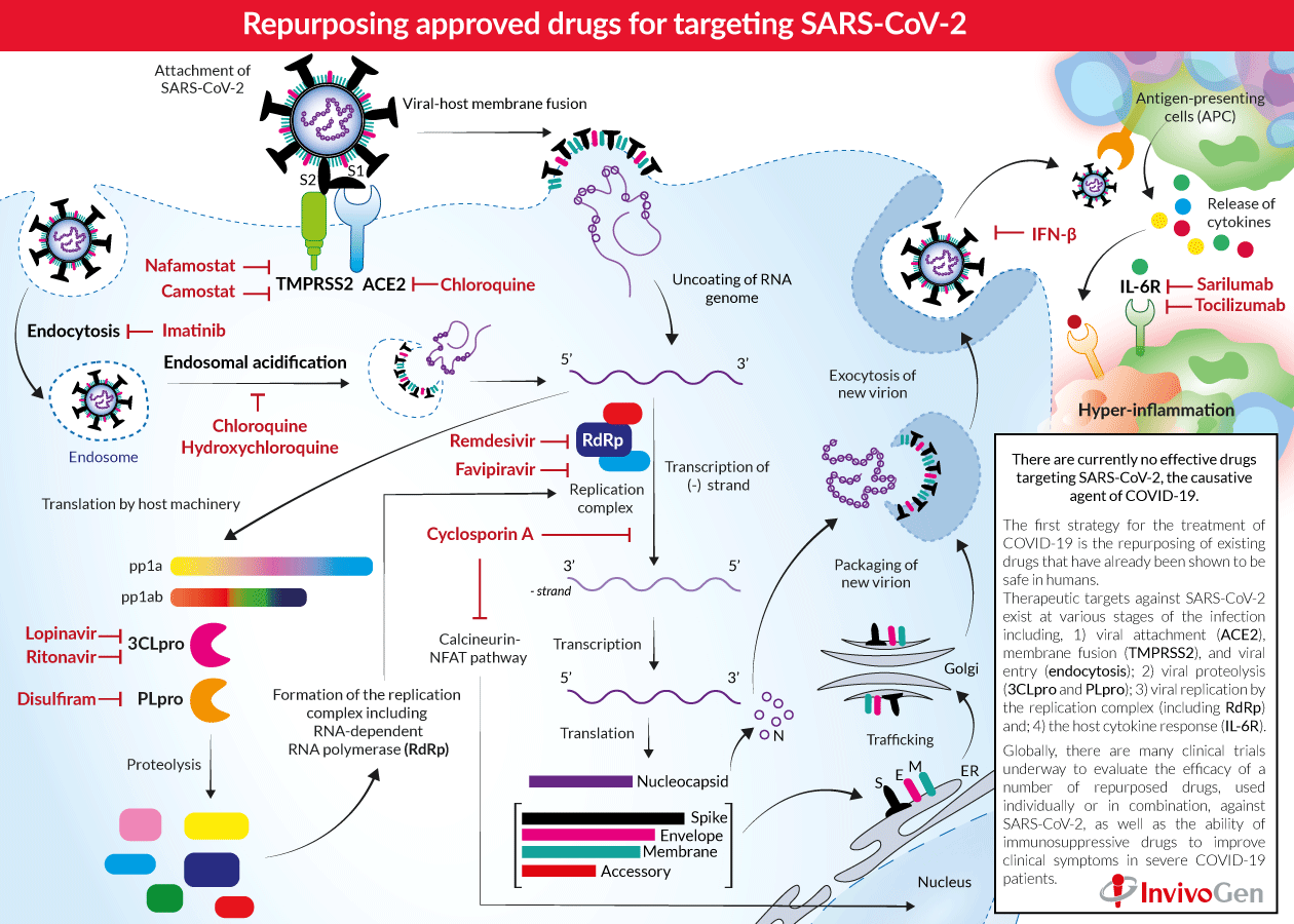 Spotlight on COVID-19: Treatment with repurposed drugs : Invivogen 제품 소개