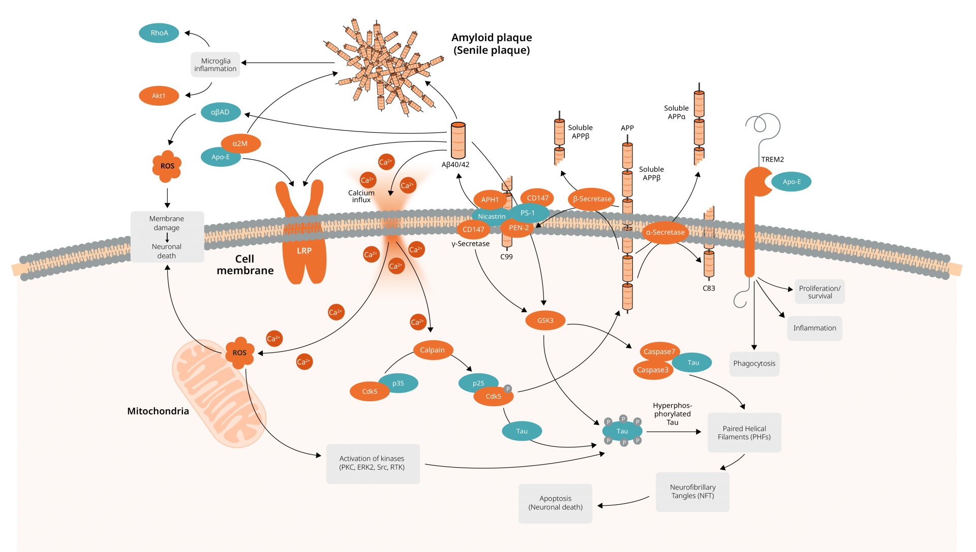 Alzheimer’s disease (AD) 연구 tool : Abcam 제품 소개