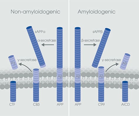 Alzheimer’s disease (AD) 연구 tool : Abcam 제품 소개
