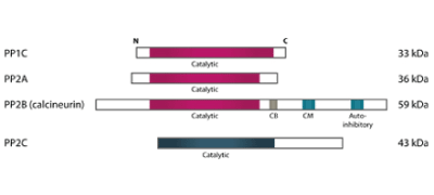 Ready-to-go KO/KI cell lines : Horizon 제품 소개