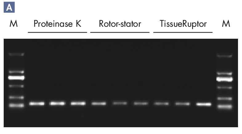 Homogenizer_TissueRuptorII. : QIAGEN 제품 소개