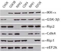 Genome edited KO/KI cell lines : Horizon 제품 소개