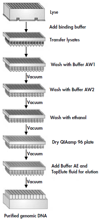 가장 작고 경제적인 96-well type의 핵산추출장비, QIAcube HT. : QIAGEN 제품 소개
