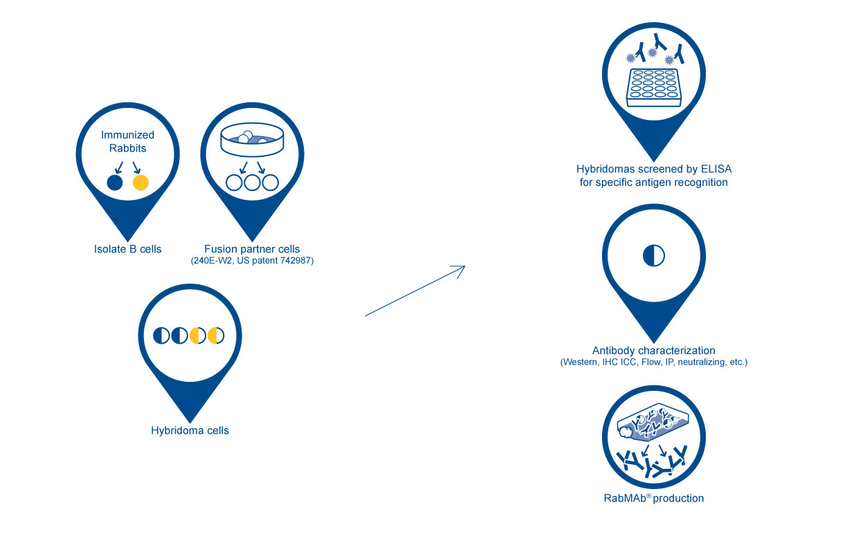 RabMAb® (Rabbit Monoclonal Antibody)의 장점 : Abcam 제품 소개