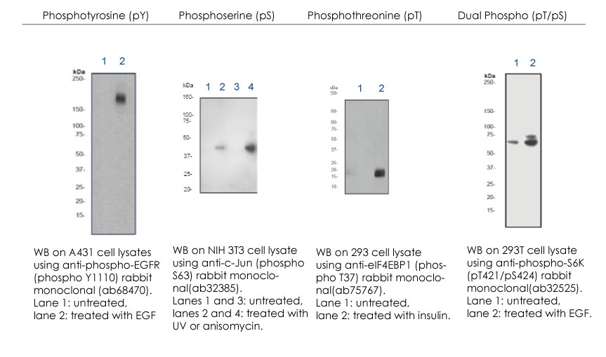 RabMAb® (Rabbit Monoclonal Antibody)의 장점 : Abcam 제품 소개