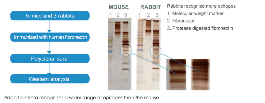 RabMAb® (Rabbit Monoclonal Antibody)의 장점 : Abcam 제품 소개