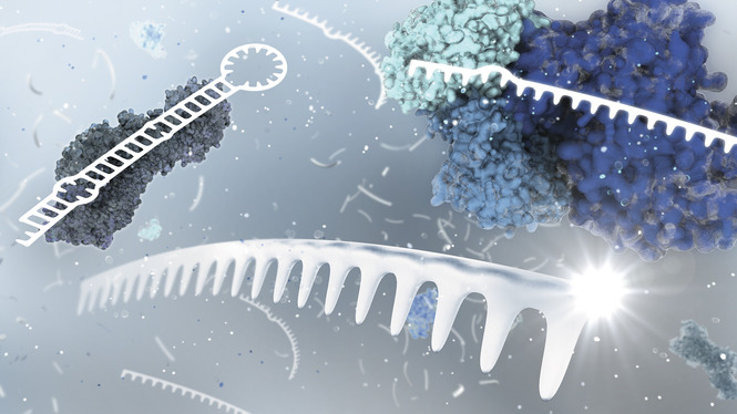 Exiqon LNA Products. : QIAGEN 제품 소개