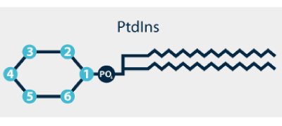Ready-to-go KO/KI cell lines : Horizon 제품 소개