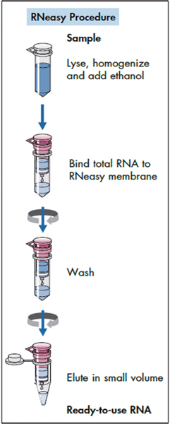 RNA Preparation Kits Selection Guide. : QIAGEN 제품 소개