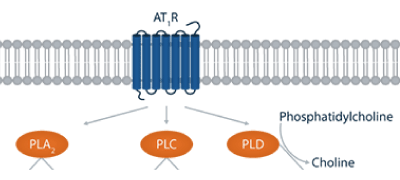 Ready-to-go KO/KI cell lines : Horizon 제품 소개