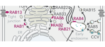 Ready-to-go KO/KI cell lines : Horizon 제품 소개