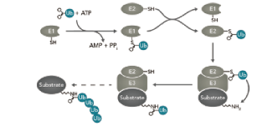 Ready-to-go KO/KI cell lines : Horizon 제품 소개