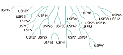 Ready-to-go KO/KI cell lines : Horizon 제품 소개